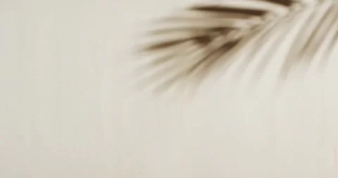 Animation of shadow of palm tree leaf mo... | Stock Video | Pond5