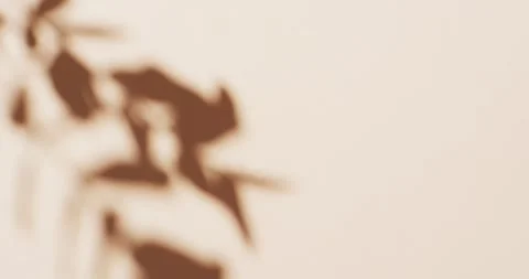 Animation of shadow of twigs with leaves... | Stock Video | Pond5