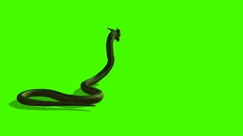 Snake Green Screen Footage Stock Footage ~ Royalty Free Stock Videos ...