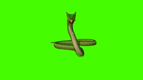 Snake Green Screen Footage Stock Footage ~ Royalty Free Stock Videos ...
