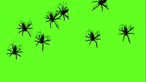 animation of spiders on green screen cre... | Stock Video | Pond5