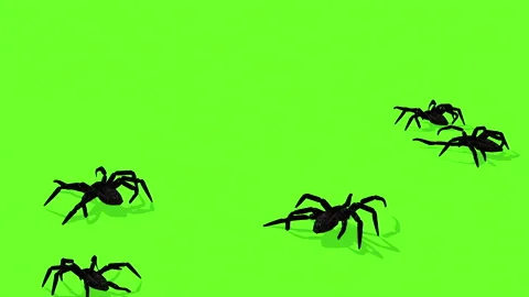 animation of spiders on green screen cre... | Stock Video | Pond5
