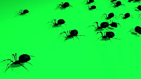 Animation Of Spiders On Green Screen Cre... | Stock Video | Pond5