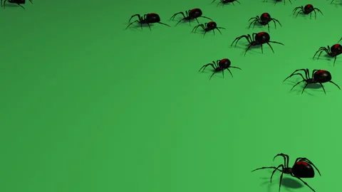 Animation Of Spiders On Green Screen Cre... | Stock Video | Pond5