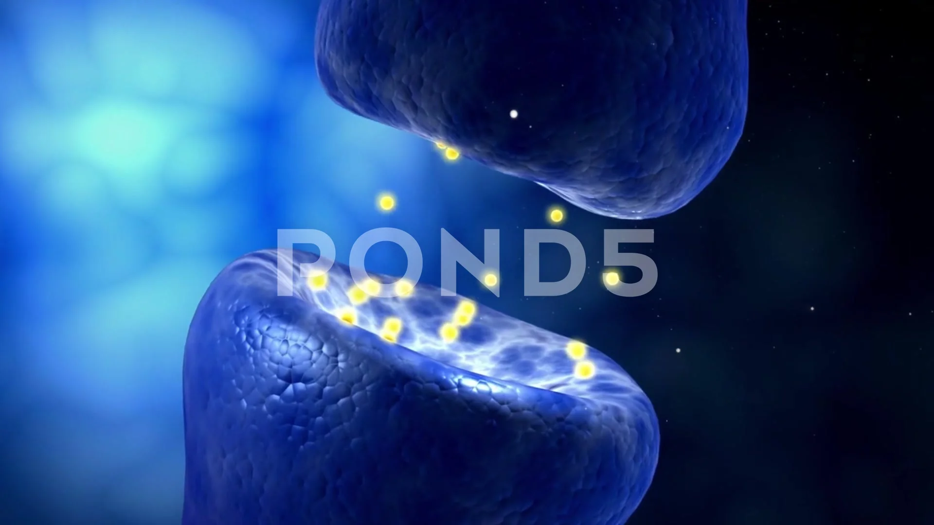 Synaptic Transmission Animation