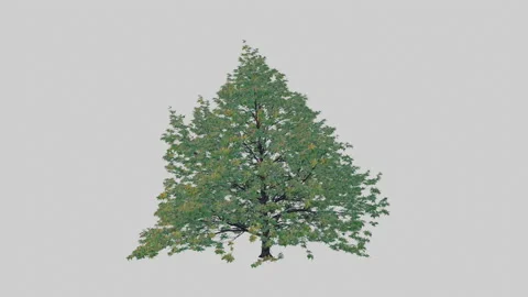 animation tree on white background | Stock Video | Pond5