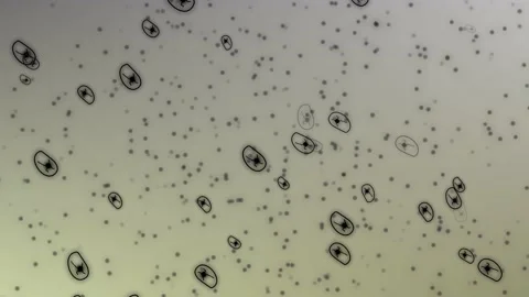 Animation of various bacteria under a mi... | Stock Video | Pond5