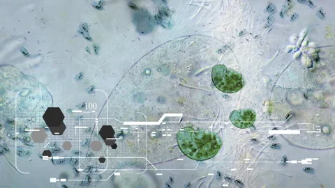 animation - Viruses under microscope. Ba... | Stock Video | Pond5