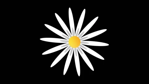 Animation of white flower rotation on bl... | Stock Video | Pond5