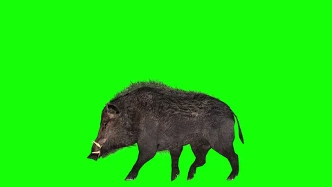 Animation of a wild boar on green screen | Stock Video | Pond5