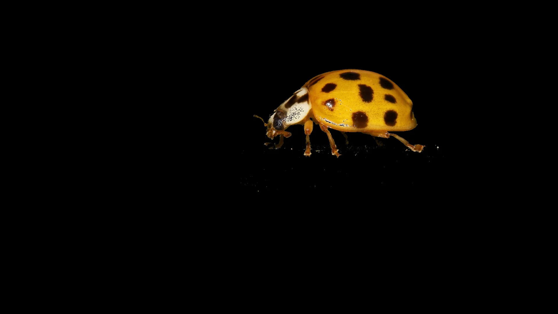 Yellow Ladybug