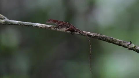 Anolis sit on twig in lowland rainforest... | Stock Video | Pond5