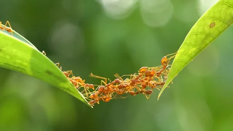 Tream Bridge Stock Videos – Royalty-Free HD & 4K Videos