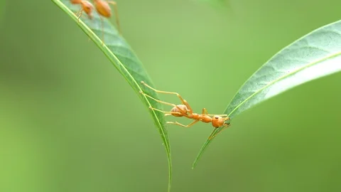 Tream Bridge Stock Videos – Royalty-Free HD & 4K Videos