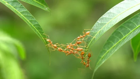 Tream Bridge Stock Videos – Royalty-Free HD & 4K Videos