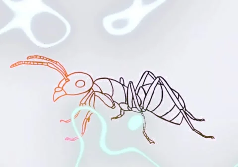 Ant Animation Stock Footage ~ Royalty Free Stock Videos | Pond5