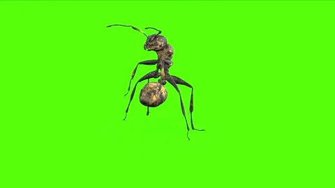Ant Attack Green Screen Animation and 3D... | Stock Video | Pond5