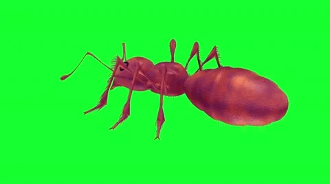 Ant on background with green screen | Stock Video | Pond5