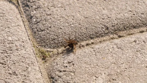 Ant Carrying A Heavy Load On Concrete | Stock Video | Pond5