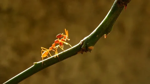 Lemon Tree Stock Footage ~ Royalty Free Stock Videos | Pond5