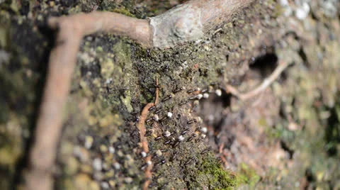 Ant Nest Stock Footage ~ Royalty Free Stock Videos | Pond5