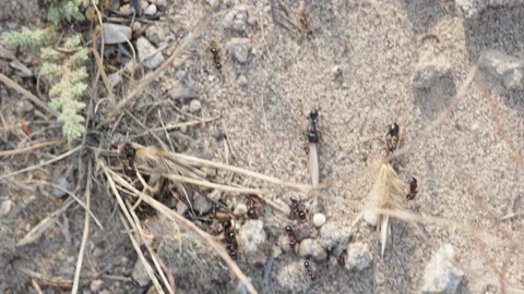 An ant colony scurrying along a pathway,... | Stock Video | Pond5