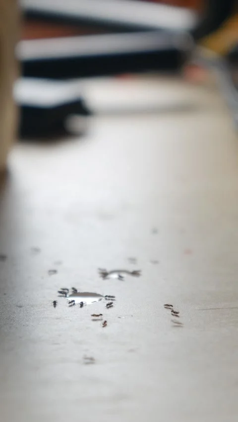 Ant Infestation Problem Invading Kitchen... | Stock Video | Pond5