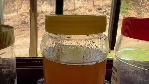 ant insect try to get inside a honey jar... | Stock Video | Pond5