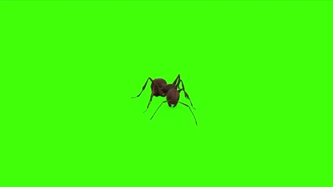 Ant Animation Stock Footage ~ Royalty Free Stock Videos | Pond5