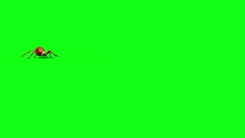 Insect Green Screen Stock Videos – Royalty-Free HD & 4K Videos