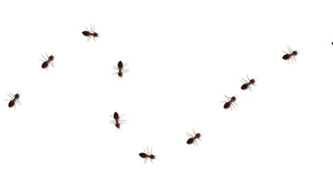 Insects White Background Stock Video Footage | Royalty Free Insects ...