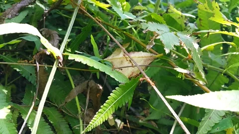 Ant life cycle and ant work unity, ant c... | Stock Video | Pond5