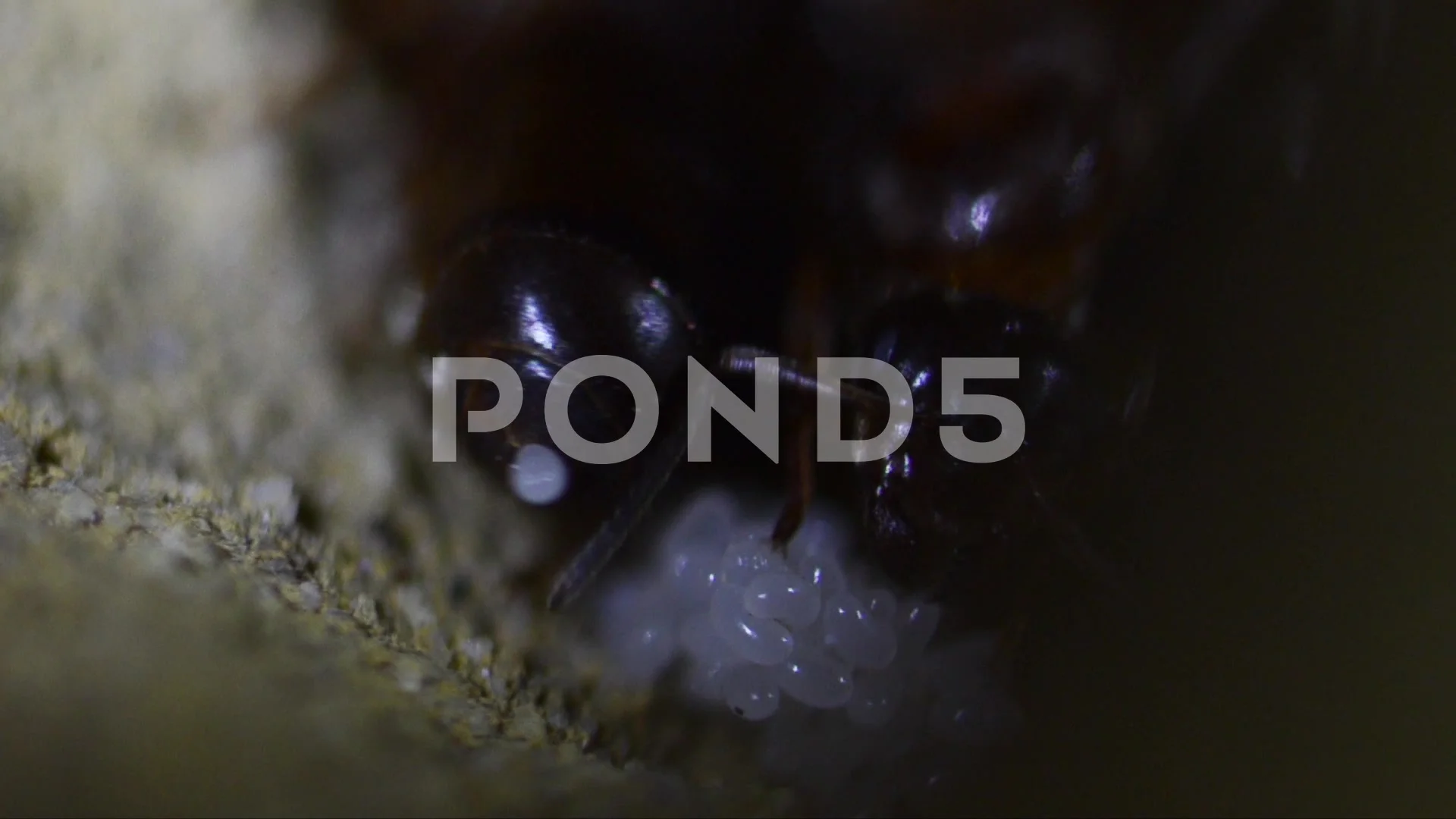 Queen Ant Laying Eggs I Caught A Fire Ant Queen And She Laid Eggs