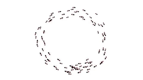 Ant trail. Ant column Black insect Ants ... | Stock Video | Pond5