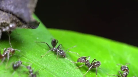 Tug Of War Stock Footage ~ Royalty Free Stock Videos | Page 4