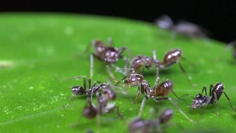 Tug Of War Stock Footage ~ Royalty Free Stock Videos | Page 4