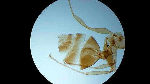 ant under the microscope. | Stock Video | Pond5