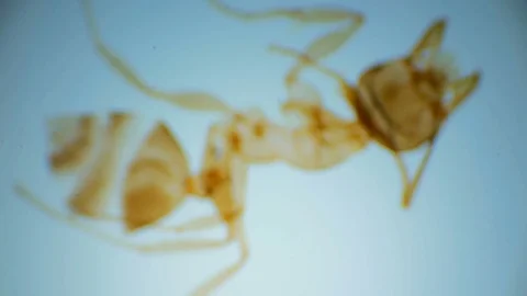 Ant Under Microscope
