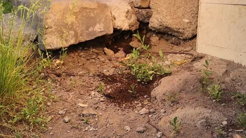 Insect War Stock Video Footage | Royalty Free Insect War Videos | Pond5