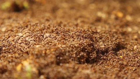 Insect War Stock Video Footage | Royalty Free Insect War Videos | Pond5