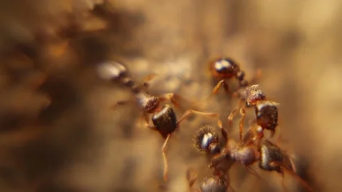 Insect War Stock Video Footage | Royalty Free Insect War Videos | Pond5