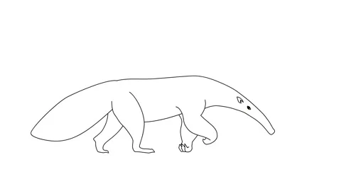 Anteater Walking 2D Animation, Cartoon C... | Stock Video | Pond5