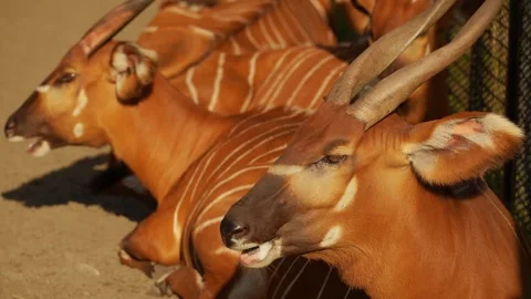 Bongo Animal Stock Videos – Royalty-Free HD & 4K Videos | Pond5