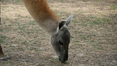 Antelope eats food in profile in a zoo ... | Stock Video | Pond5