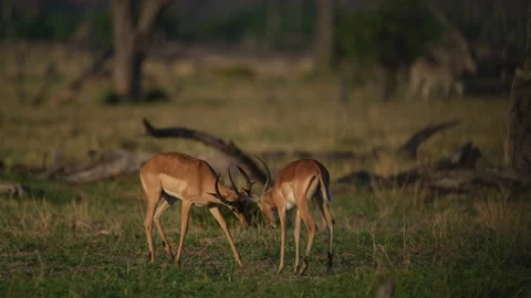 Silhouette Savannah Stock Videos – Royalty-Free HD & 4K Videos | Page 4