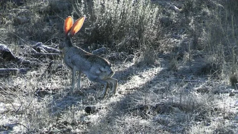 Jackrabbit Stock Videos – Royalty-Free HD & 4K Videos