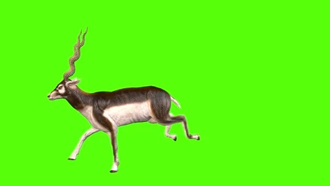 Antelope Animation Stock Footage ~ Royalty Free Stock Videos | Pond5