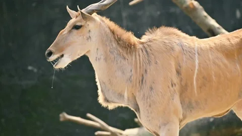 antelope saliva chewing something | Stock Video | Pond5