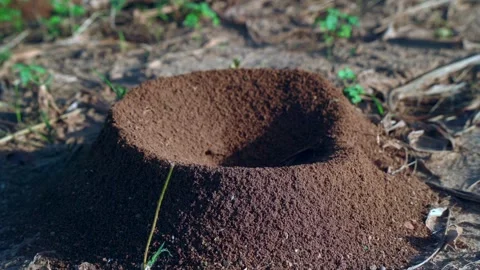 Ants Agriculture Stock Video Footage | Royalty Free Ants Agriculture ...