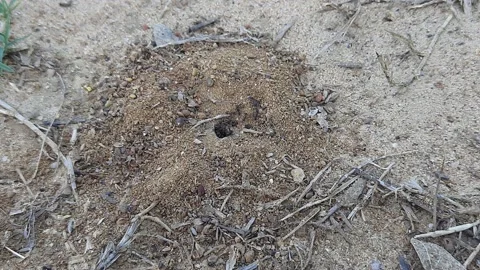 Anthill of Ants in ground. | Stock Video | Pond5